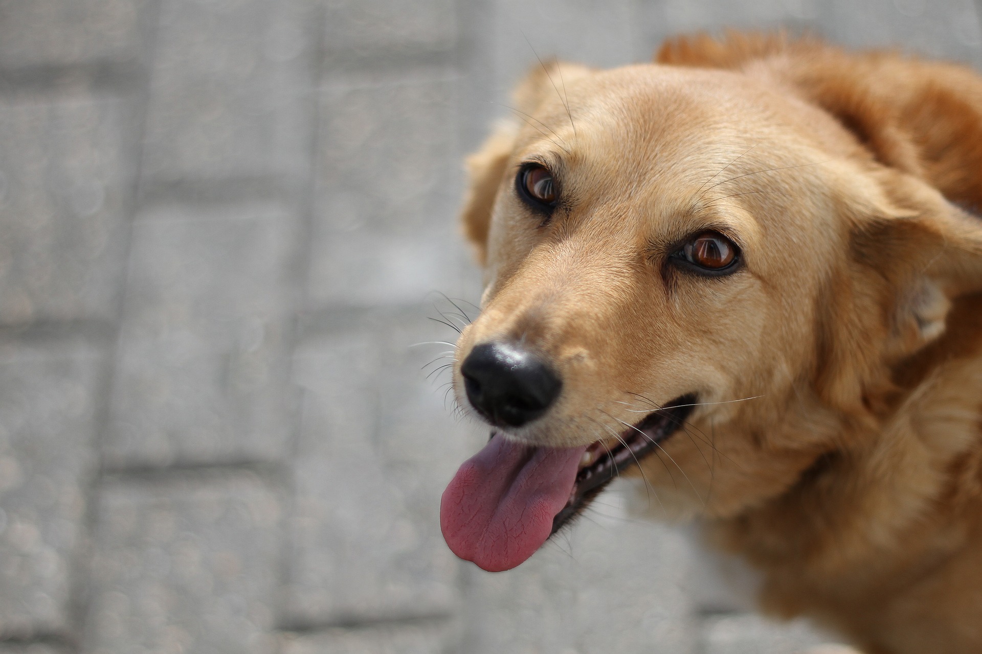 How to Amend a Tenancy Agreement to Allow One Pet: A Landlord's Guide ...